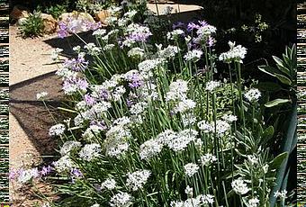 Garlic Border - Paperblog