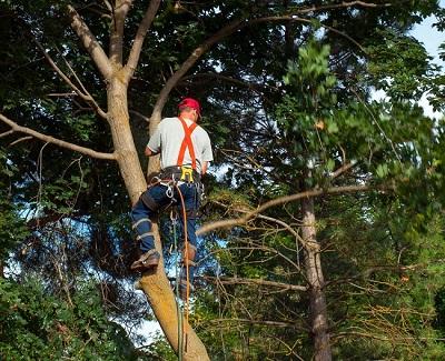 Follow These 5 Simple Tree Cutting Safety Tips - Paperblog