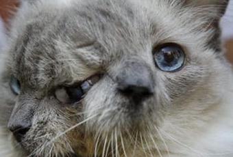Top 10 Cats Born With Unusual Birth Defects and Fur Markings - Paperblog