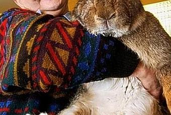 This Giant Bunny Rabbit is Over 4-feet Tall, and It’s Alive - Paperblog