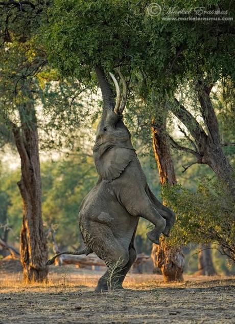 Beautiful Elephant Photography - Paperblog