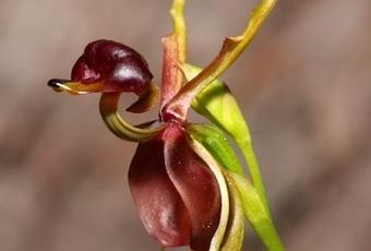 Nature’s Copycats: 10 Plants That Mimic Animals - Paperblog