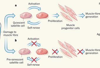 Mechanism of Muscle Decay on Aging, and Its Reversal. - Paperblog