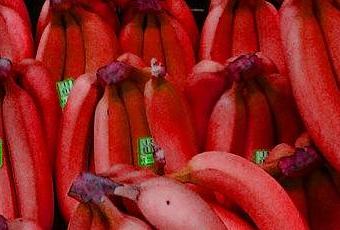 Top 10 Strange, Rare and Unusual Bananas - Paperblog